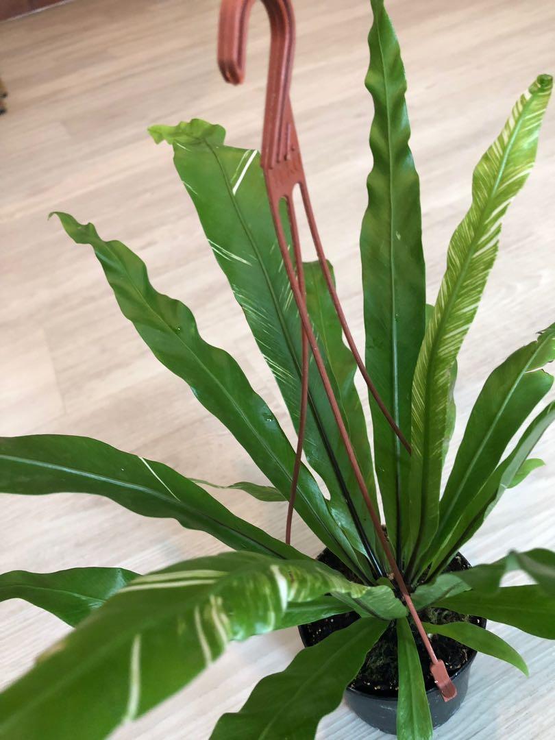 Variegated bird nest fern (rare) Asplenium nidus 'Variegata', Gardening ...