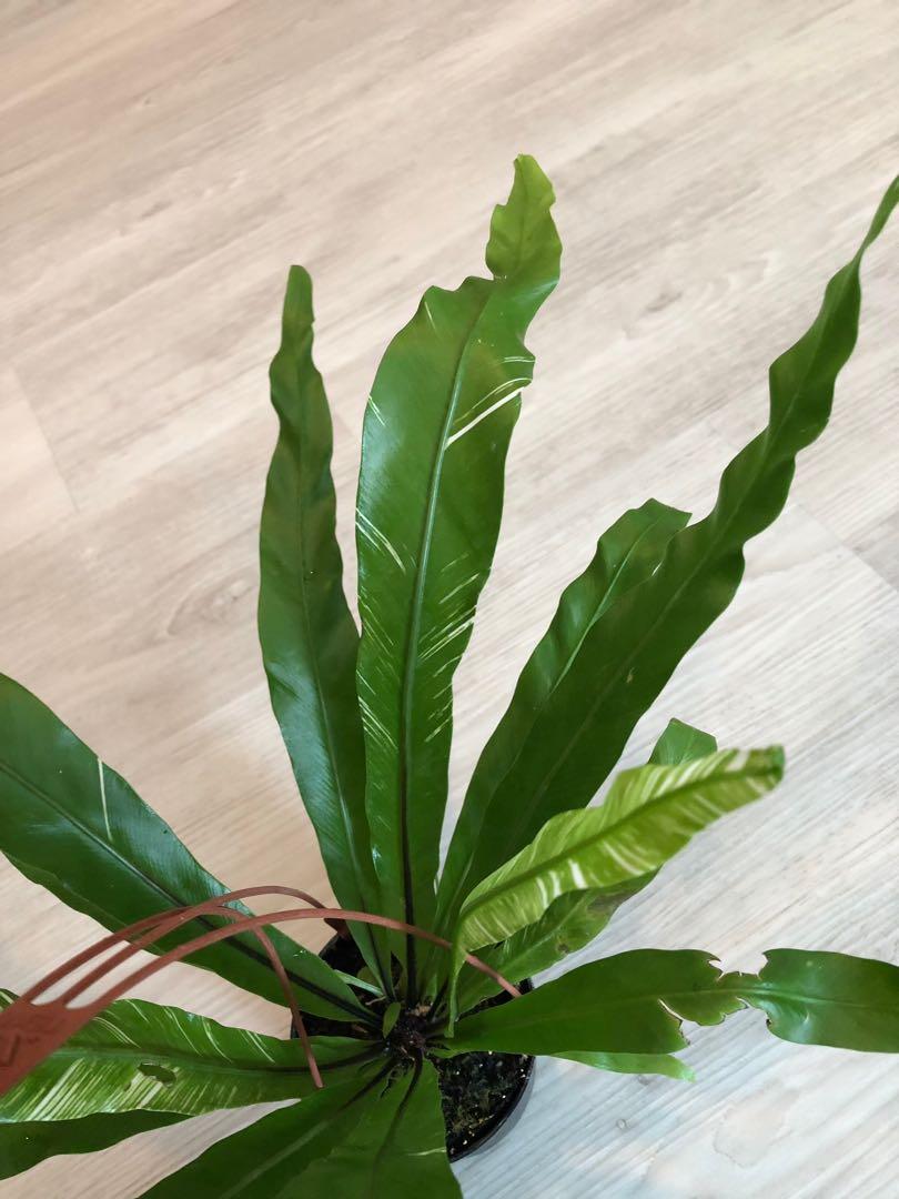 Variegated bird nest fern (rare) Asplenium nidus 'Variegata', Gardening ...
