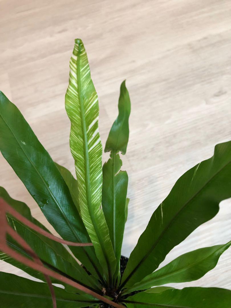 Variegated bird nest fern (rare) Asplenium nidus 'Variegata', Gardening ...