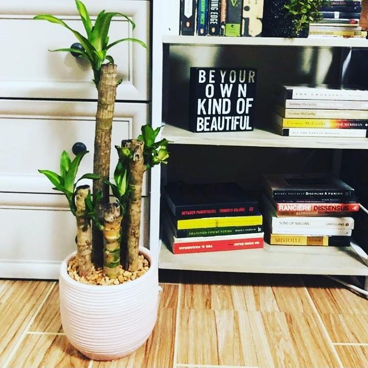 Fortune Plant, Furniture & Home Living, Gardening, Plants & Seeds on ...