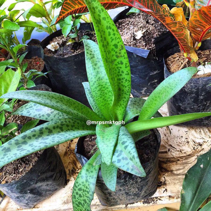 Forever Rich Plant Furniture Home Living Gardening Plants Seeds on Carousell