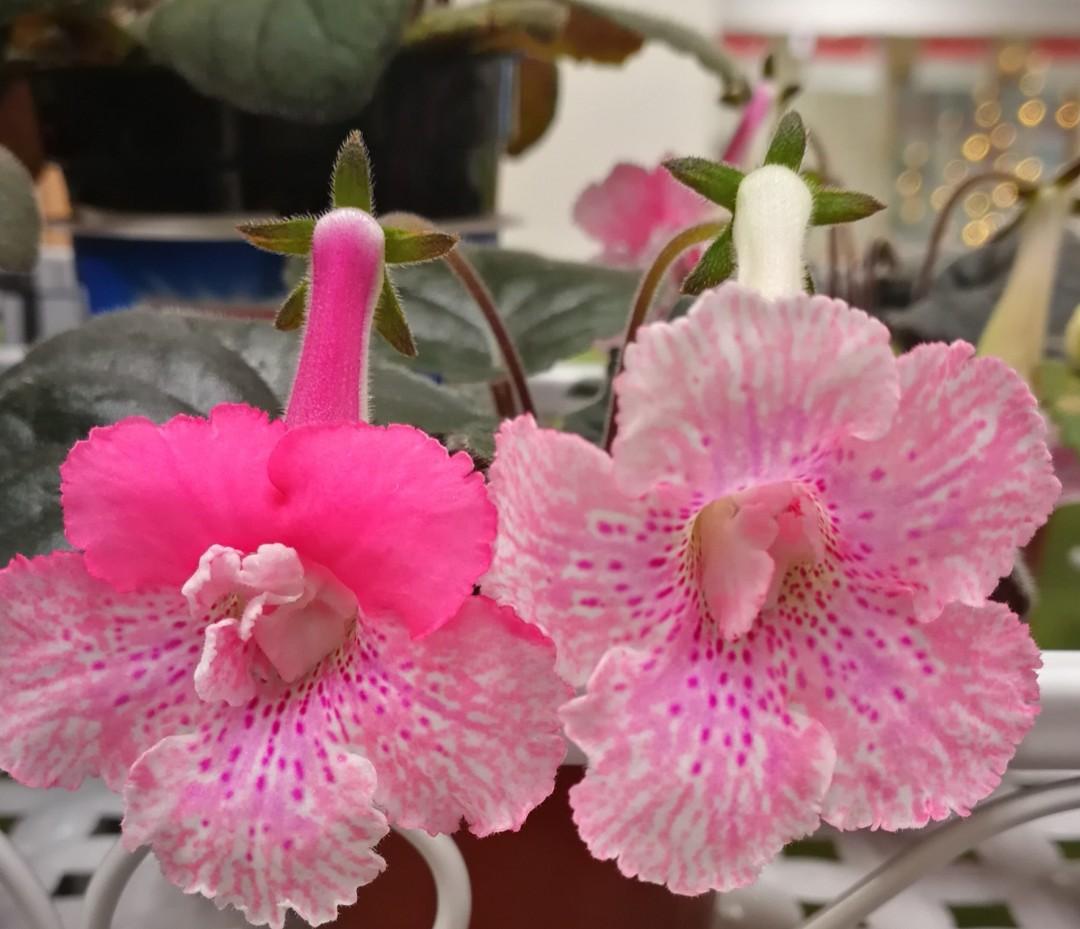 Mini sinningia SRG's honey, Furniture & Home Living, Gardening, Garden ...