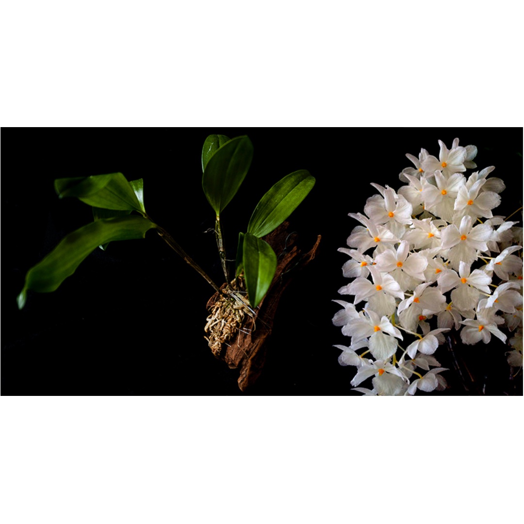 Dendrobium farmeri fma. petaloid 'Hsinying' Orchid *VERY RARE ...