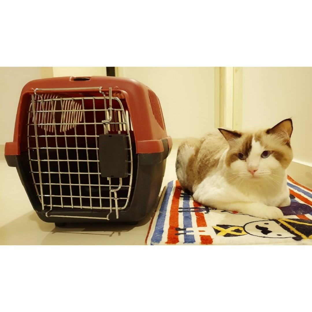 Pet Carrier, Pet Supplies, Homes & Other Pet Accessories on Carousell
