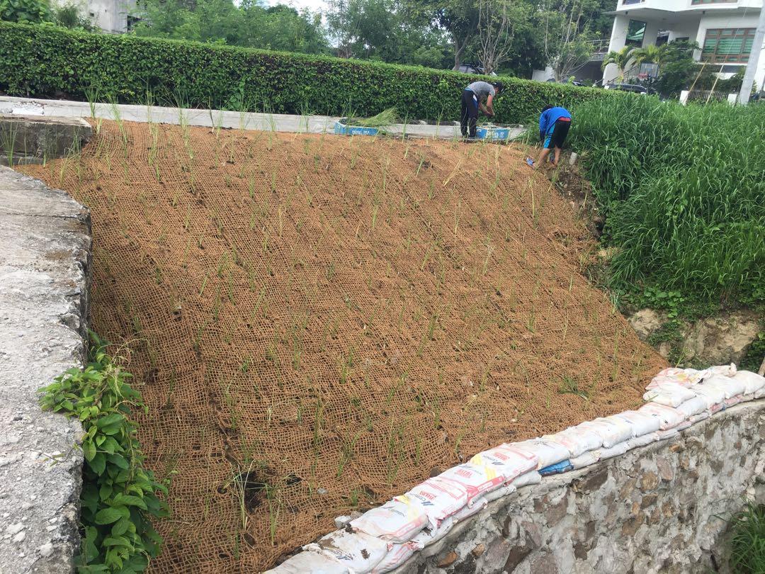 Vetiver Grass for soil erosion control, Commercial & Industrial ...