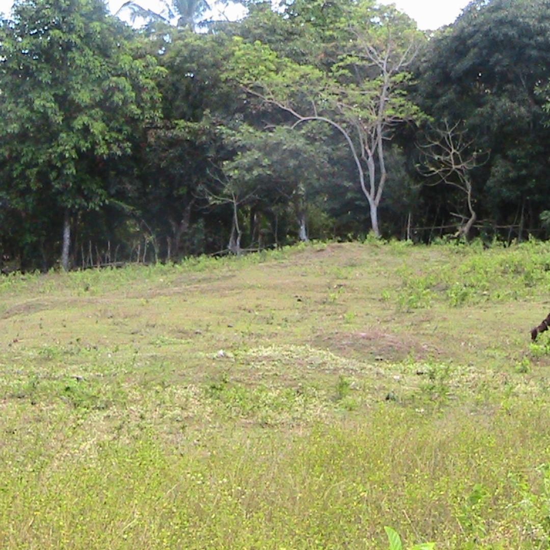 Residential Farm Lot for Sale in Dasma Cavite, Property, For Sale, Lot ...