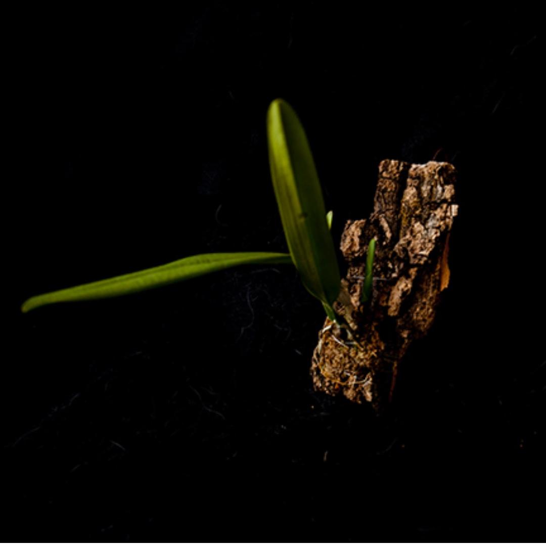2x Small Cattleya maxima coerulea orchid divisions, Furniture & Home ...