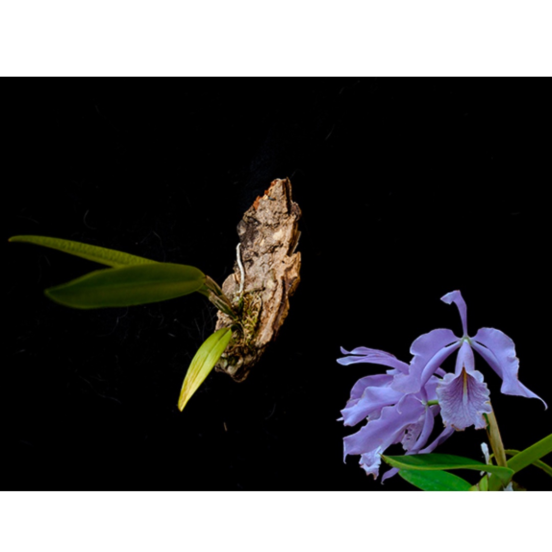 2x Small Cattleya maxima coerulea orchid divisions, Furniture & Home ...