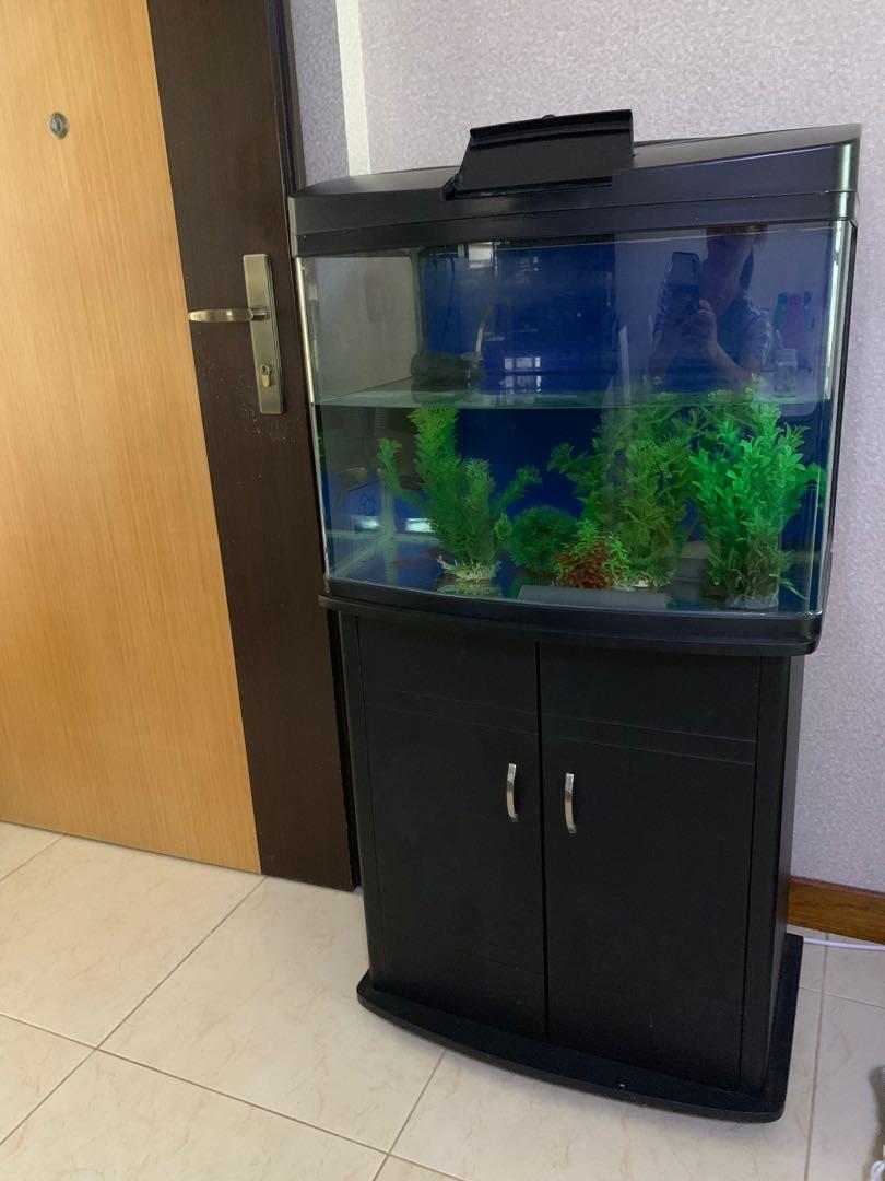 Fish Tank, Pet Supplies, Homes & Other Pet Accessories on Carousell