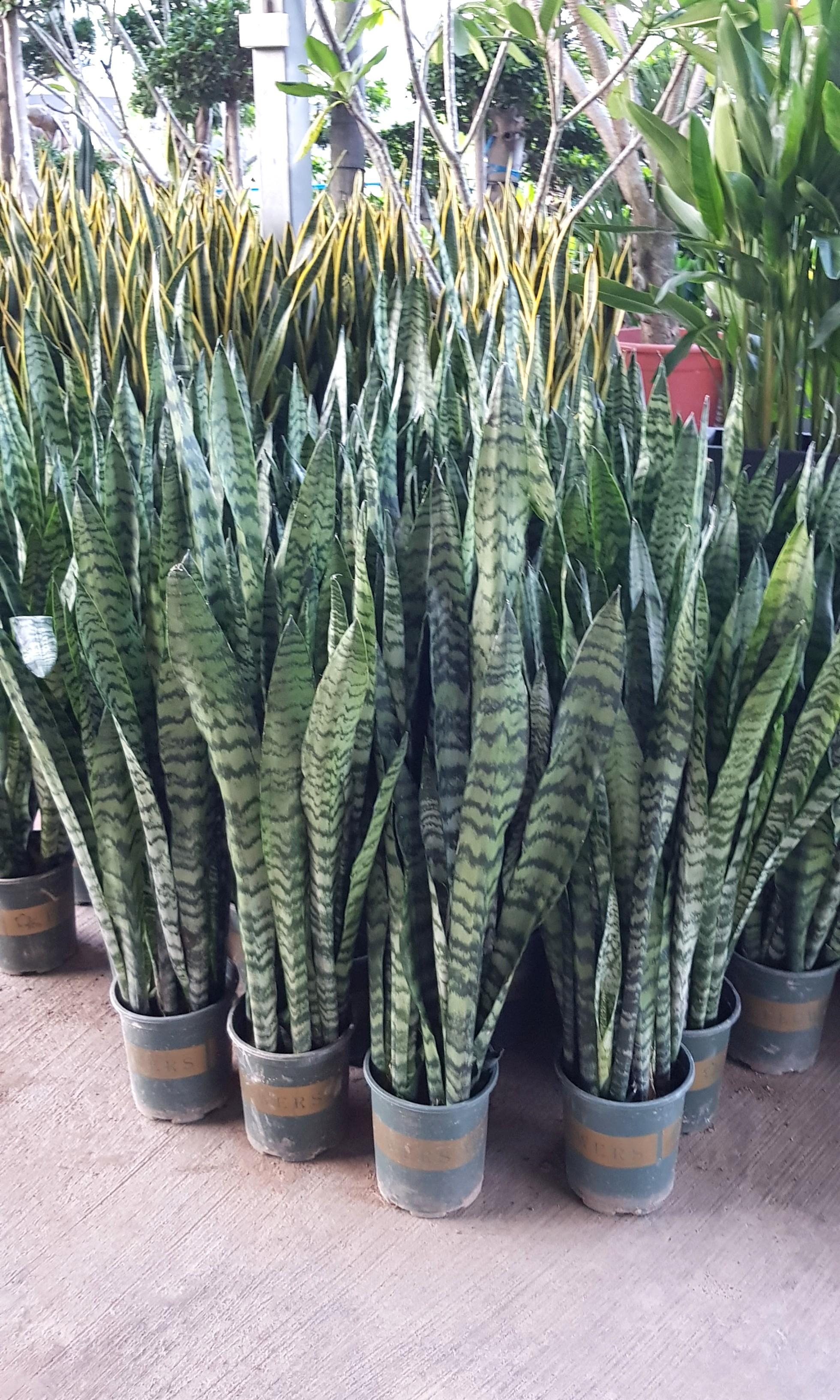 Plant - Sansevieria viper's bowstring hemp (3-3.5ft), Furniture & Home ...