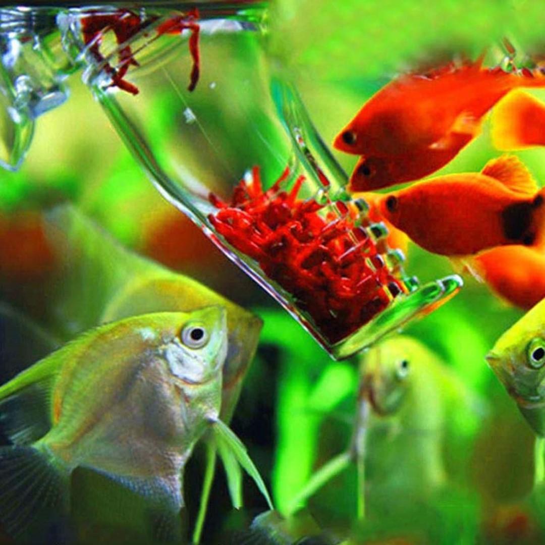 Acrylic Pants-Shaped Feeder Bowl Water Food Fish Tank Feeder Fish Bowls ...