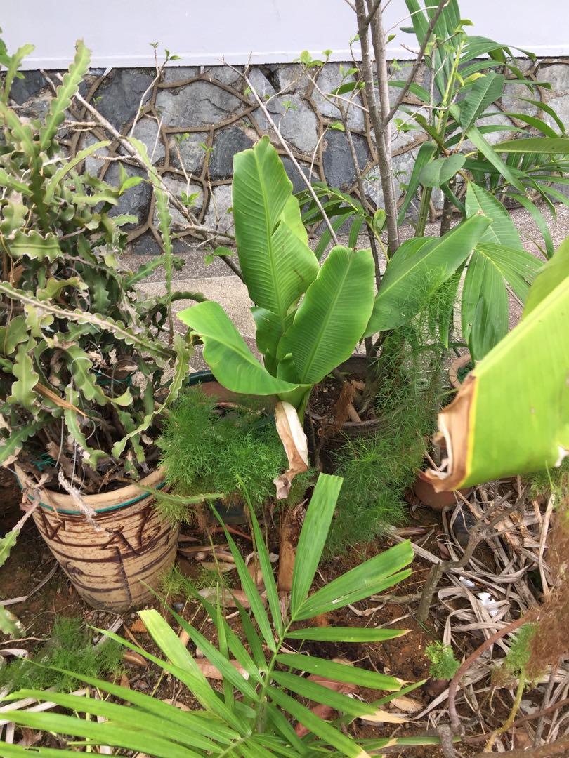 New Banana tree saplings $50-$80, Furniture & Home Living, Gardening ...