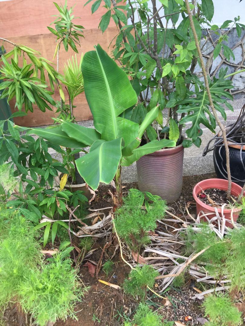 New Banana tree saplings $50-$80, Furniture & Home Living, Gardening ...