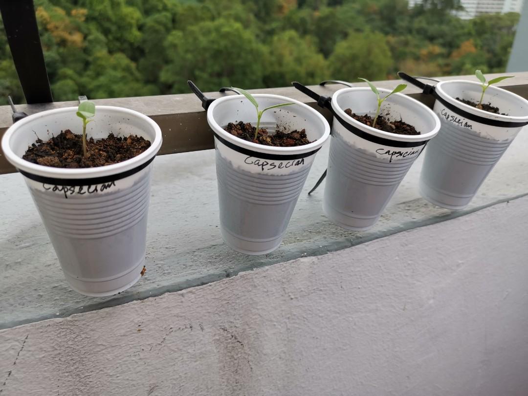 Capsicum plant (baby capsicum), Furniture & Home Living, Gardening ...