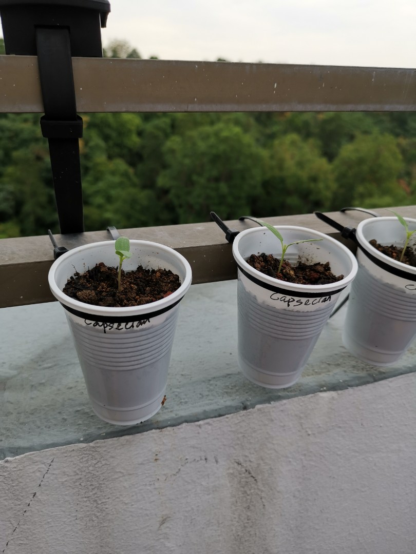 Capsicum plant (baby capsicum), Furniture & Home Living, Gardening ...