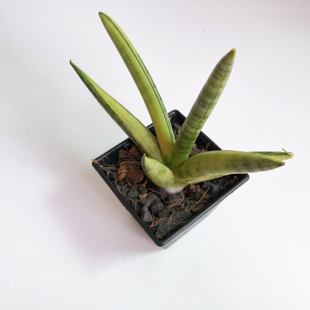 Sansevieria Boncel Variegated, Furniture & Home Living, Gardening ...