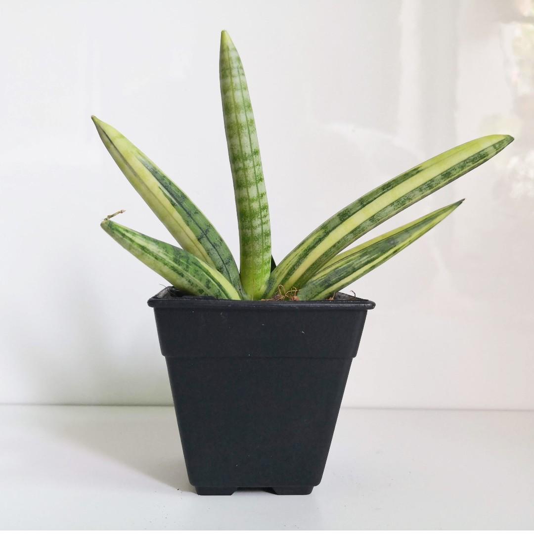 Sansevieria Boncel Variegated, Furniture & Home Living, Gardening ...