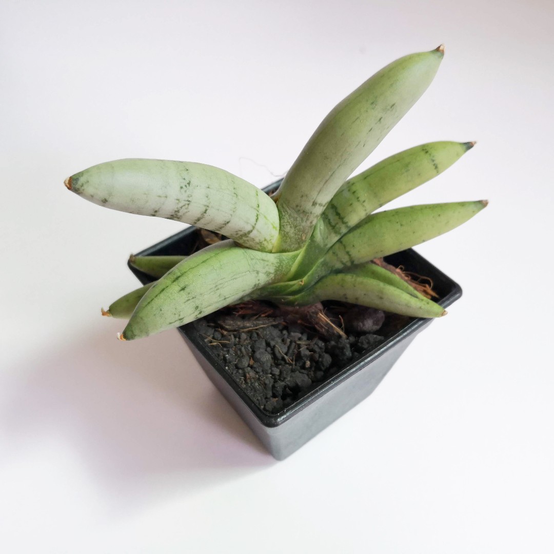 Sansevieria Boncel Platinum, Furniture & Home Living, Gardening, Plants ...