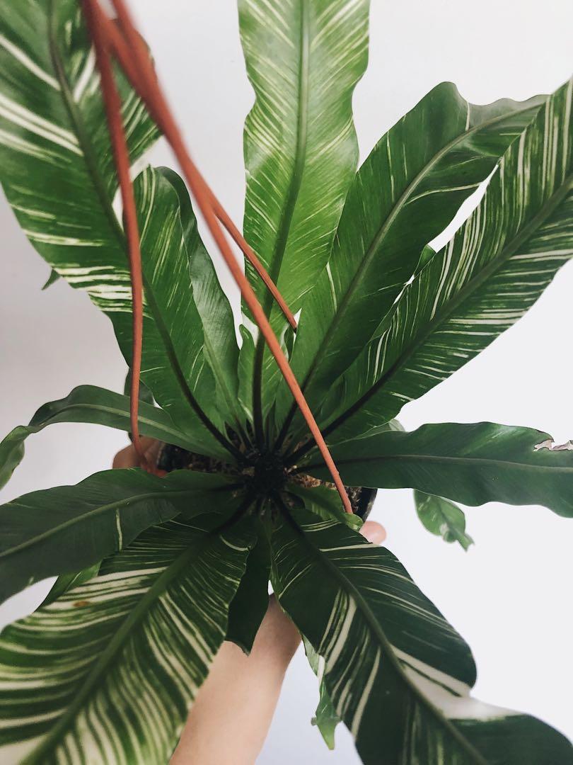 Variegated Bird Nest Fern / Asplenium nidus variegated form, Furniture ...