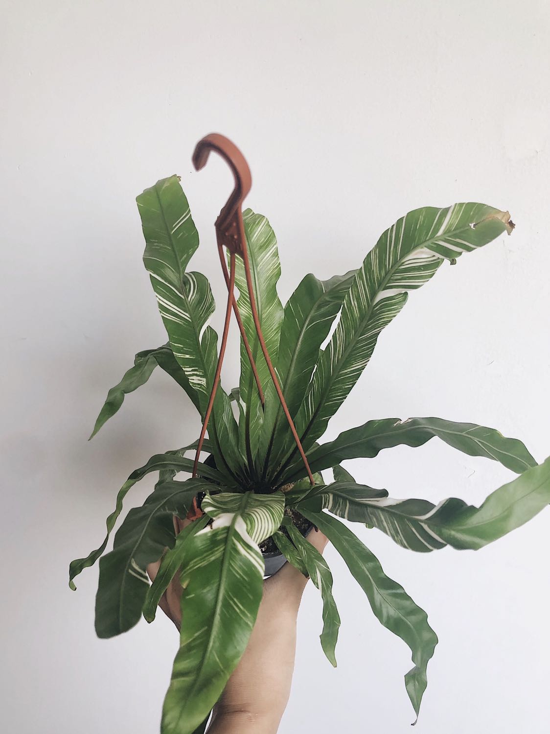 Variegated Bird Nest Fern / Asplenium nidus variegated form, Furniture ...