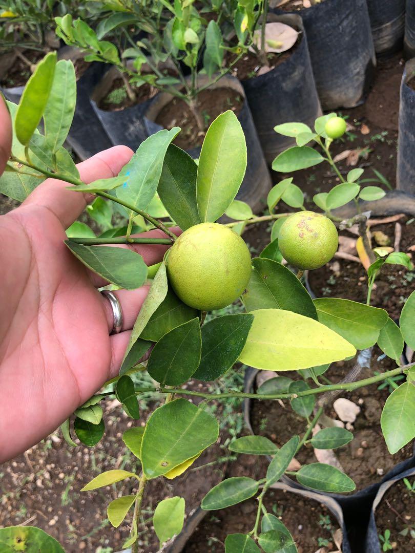 Dayap or Native Lime, Furniture & Home Living, Gardening, Plants ...