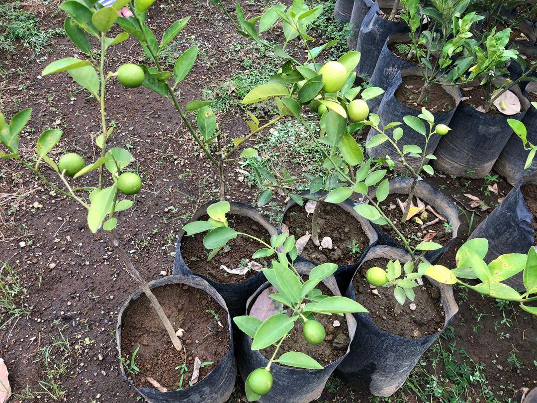 Dayap or Native Lime, Furniture & Home Living, Gardening, Plants ...