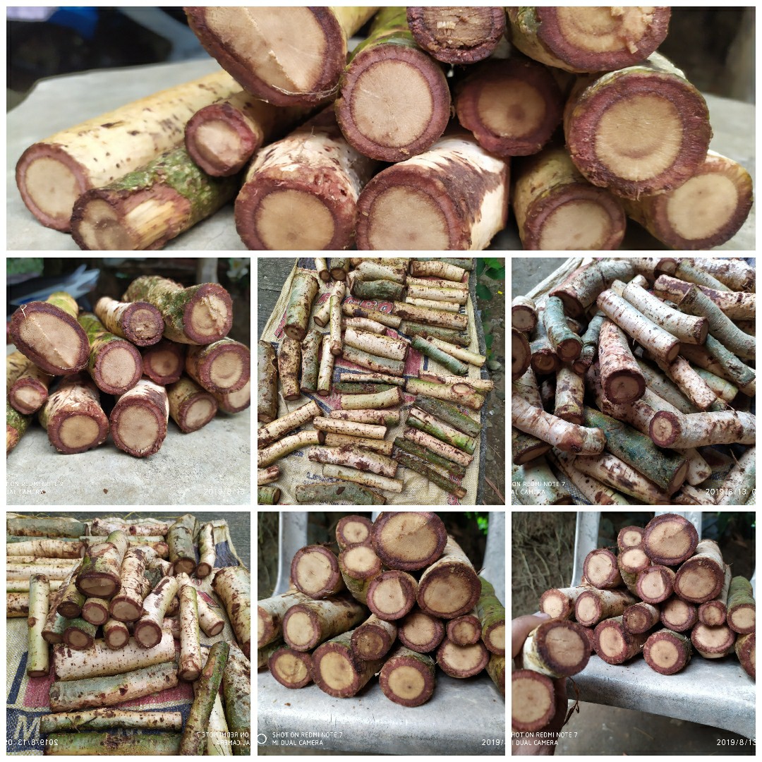 Red Alingatong roots, Beauty & Personal Care, Foot Care on Carousell