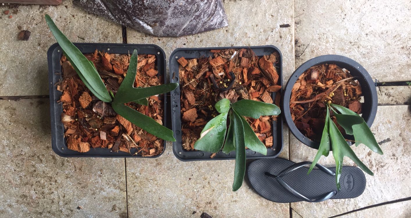 Staghorn Platycerium Alcicorne Madagascar Fern ferns, Furniture & Home ...