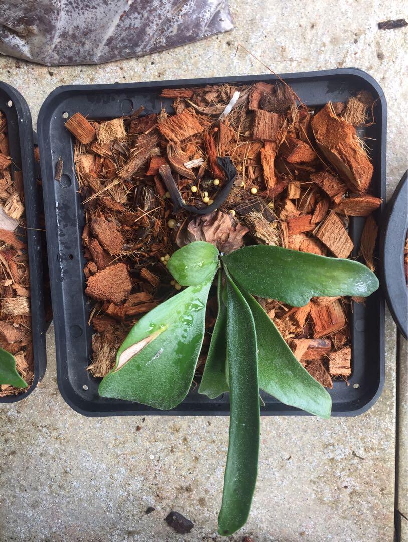 Staghorn Platycerium Alcicorne Madagascar Fern ferns, Furniture & Home ...