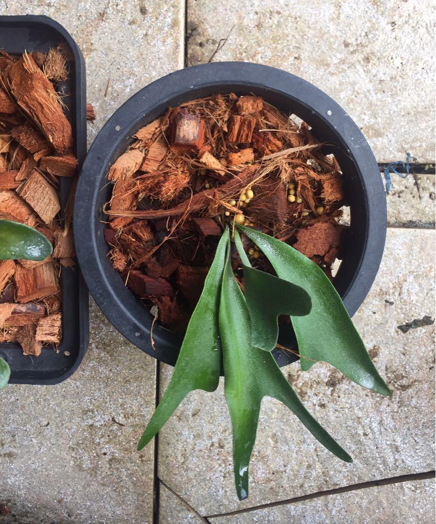Staghorn Platycerium Alcicorne Madagascar Fern ferns, Furniture & Home ...