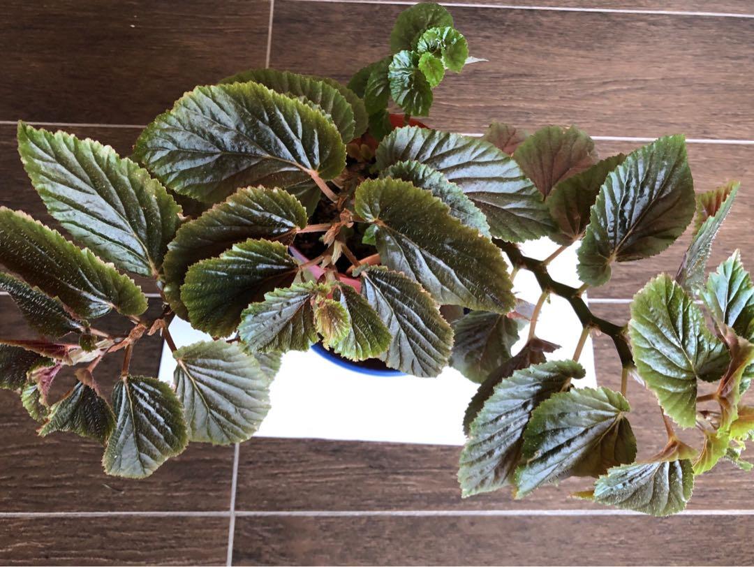 Terrarium Supplies Floral & Garden Crafts Home & Hobby RARE undescribed ...