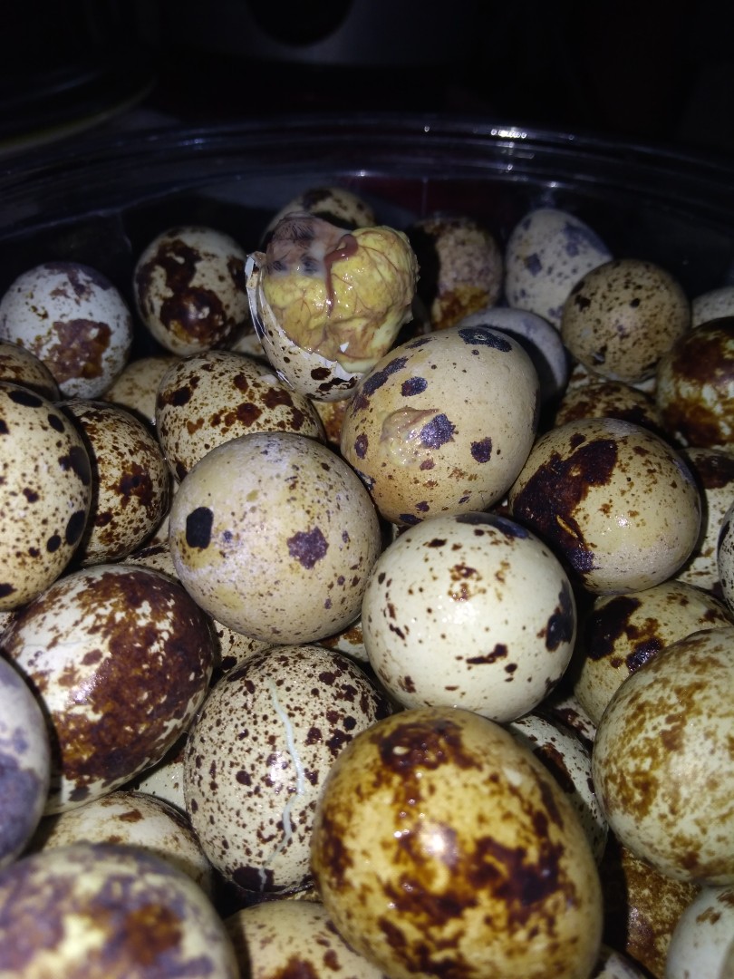 PUGOLOT!! PUGO NA BALUT, Food & Drinks, Local Eats on Carousell