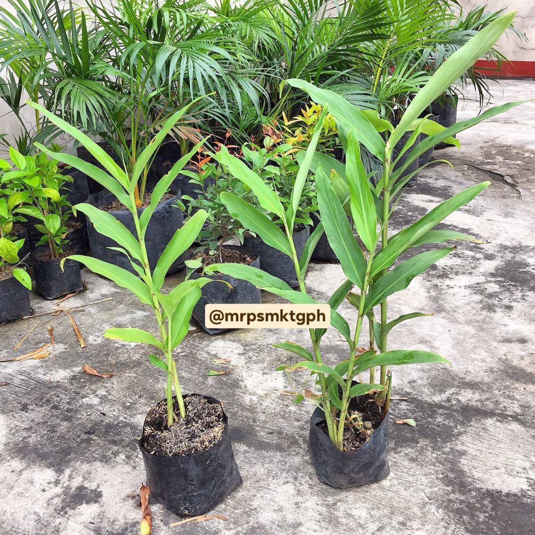 Camia Plant or White Butterfly Flower (scented flowers), Furniture ...