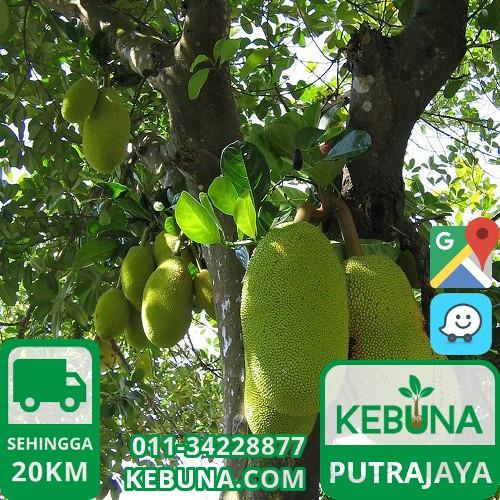 Anak Pokok Nangka Madu J33 Putrajaya - Jackfruit Plant, Furniture & Home Living, Gardening ...