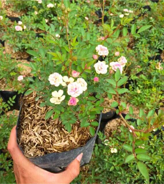 Terkeren 24+ Gambar Bunga Mawar Mini - Gambar Bunga Indah