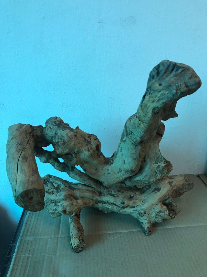 Tree trunk display, Everything Else on Carousell