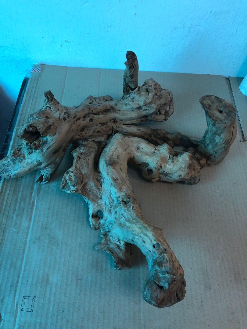 Tree trunk display, Everything Else on Carousell