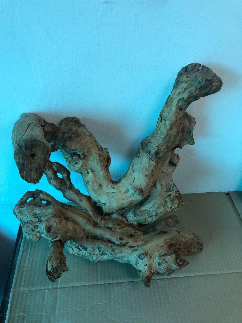 Tree trunk display, Everything Else on Carousell