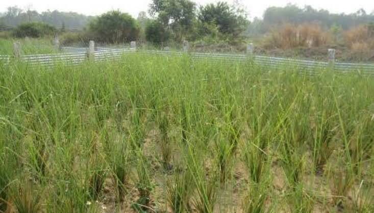 Coconet for sale| coconet and vetiver grass installation, Everything ...