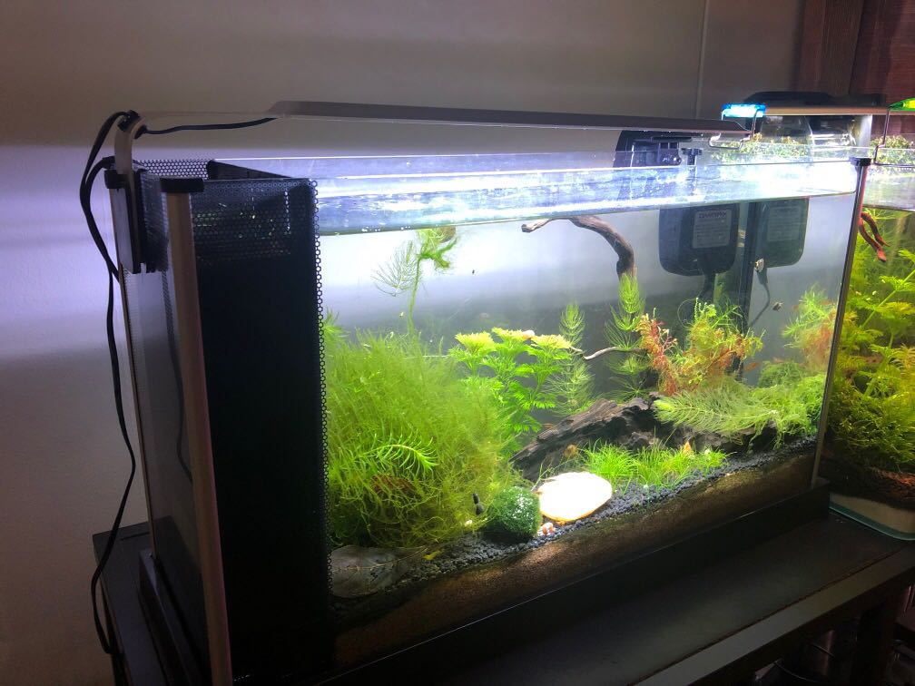 Fluval Spec 19l, Pet Supplies, Homes & Other Pet Accessories on Carousell