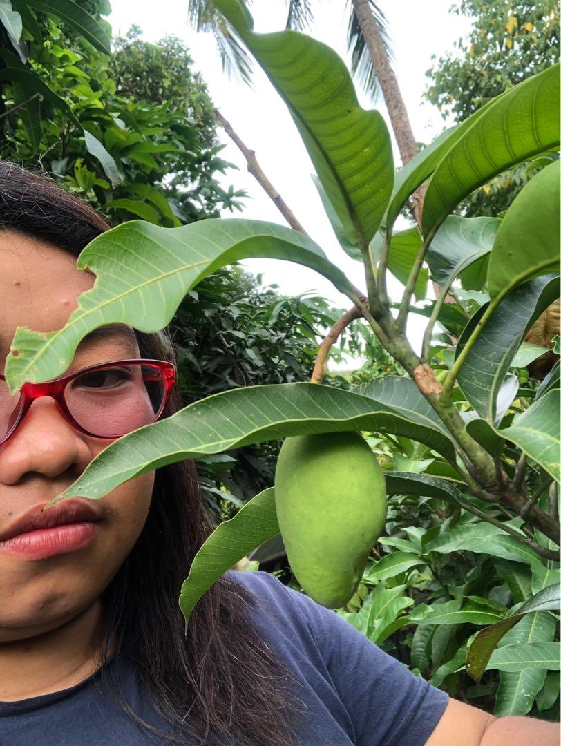 Sweet Catimon Mango, Furniture & Home Living, Gardening, Plants & Seeds ...