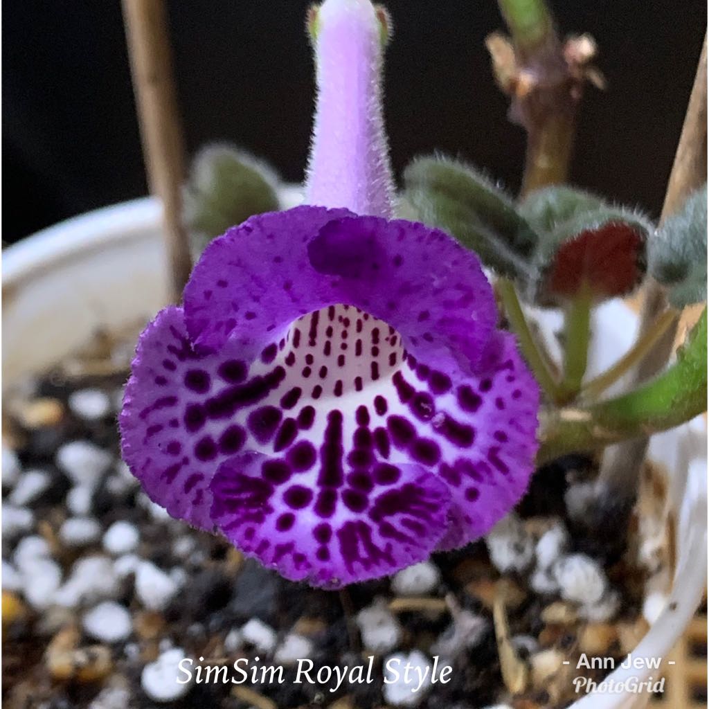 Mini Sinningia Simsim Royal Style, Furniture & Home Living, Gardening ...