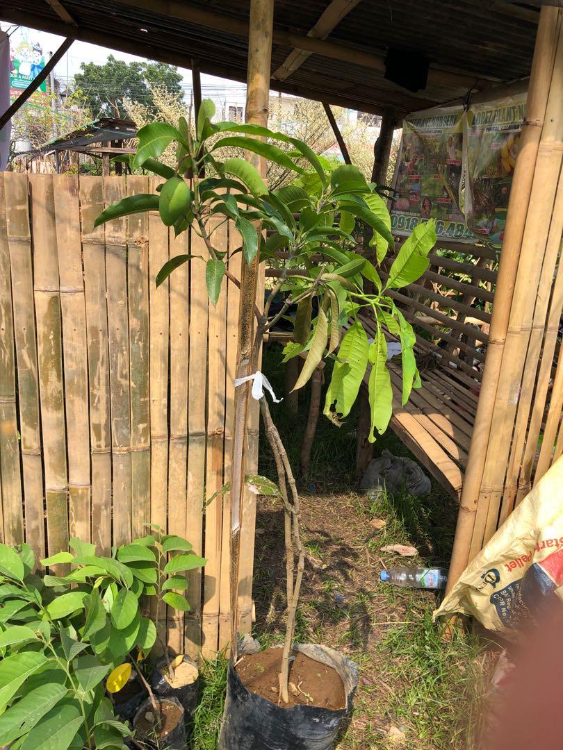 Chokanan Mango, Furniture & Home Living, Gardening, Plants & Seeds on ...