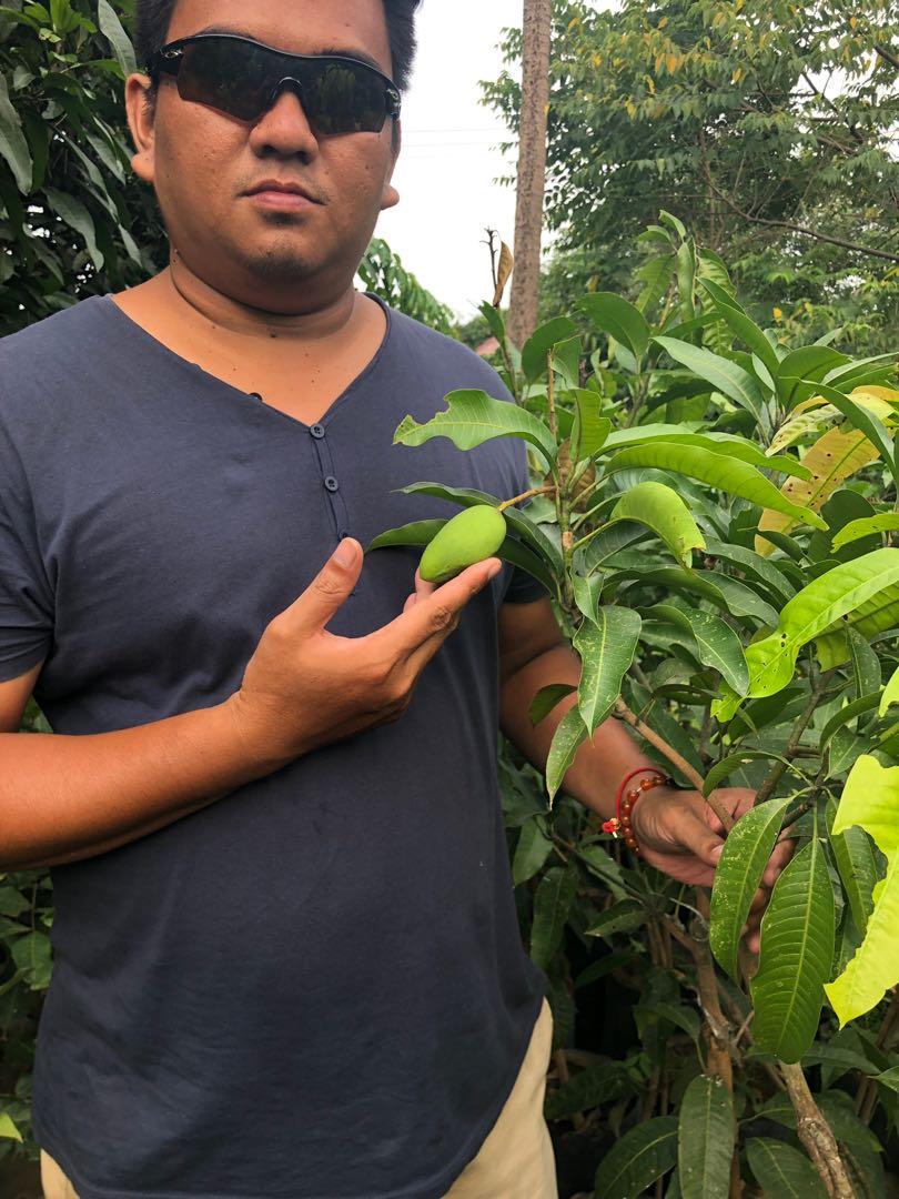 Chokanan Mango, Furniture & Home Living, Gardening, Plants & Seeds on ...