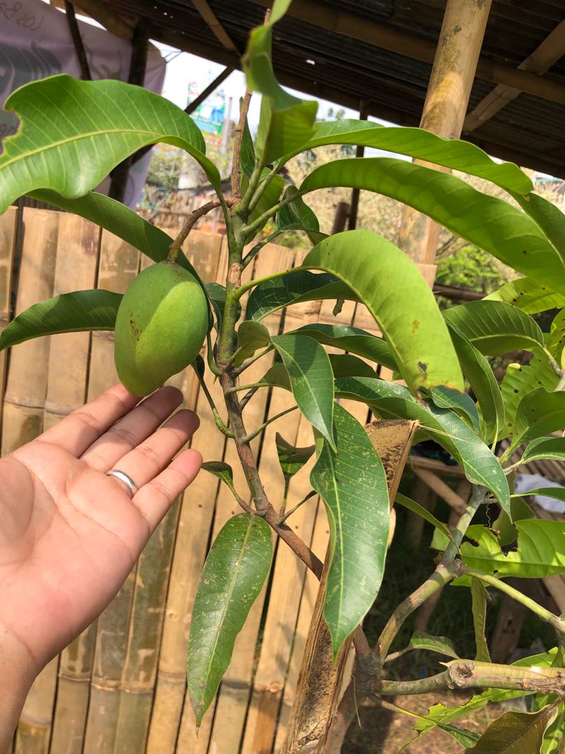 Chokanan Mango, Furniture & Home Living, Gardening, Plants & Seeds on ...