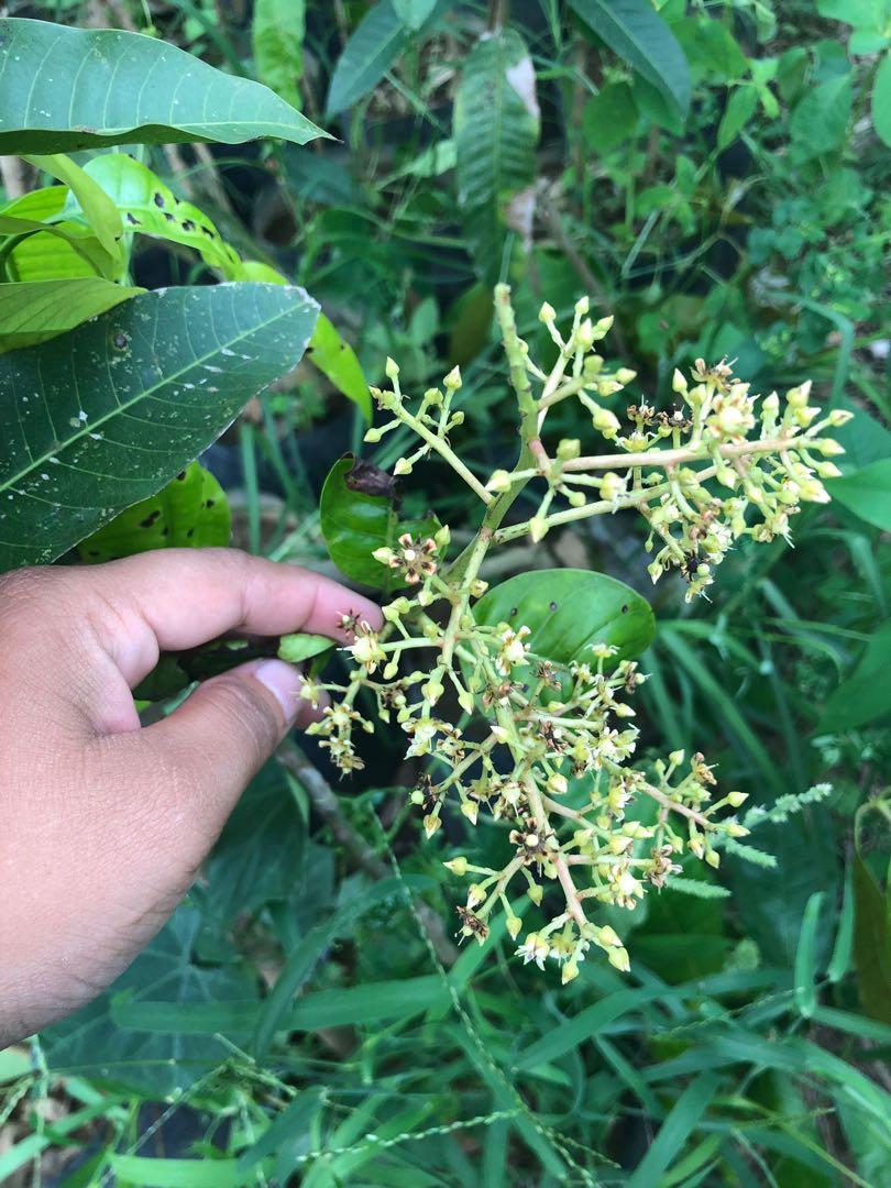 Chokanan Mango, Furniture & Home Living, Gardening, Plants & Seeds on ...