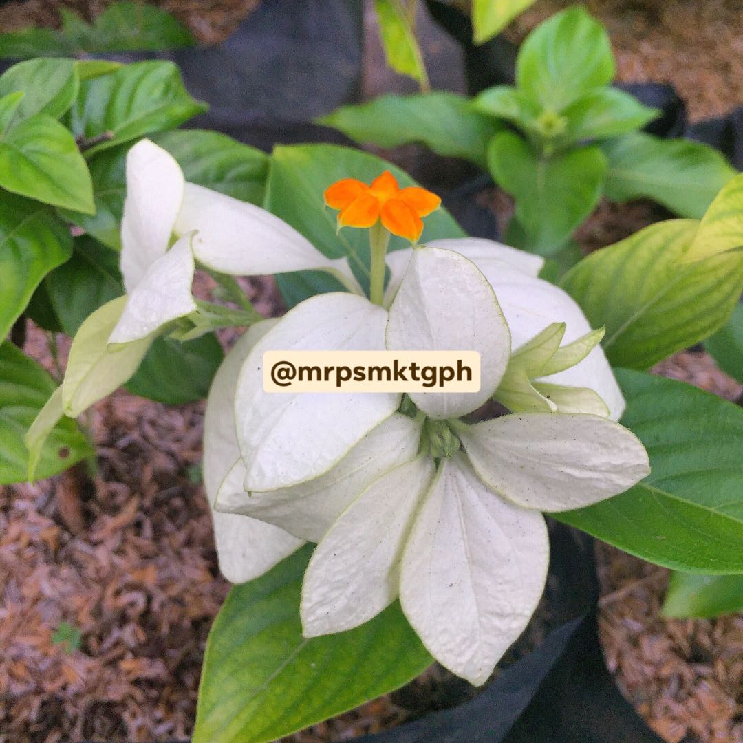 Dona Aurora Plant, Furniture & Home Living, Gardening, Plants & Seeds ...