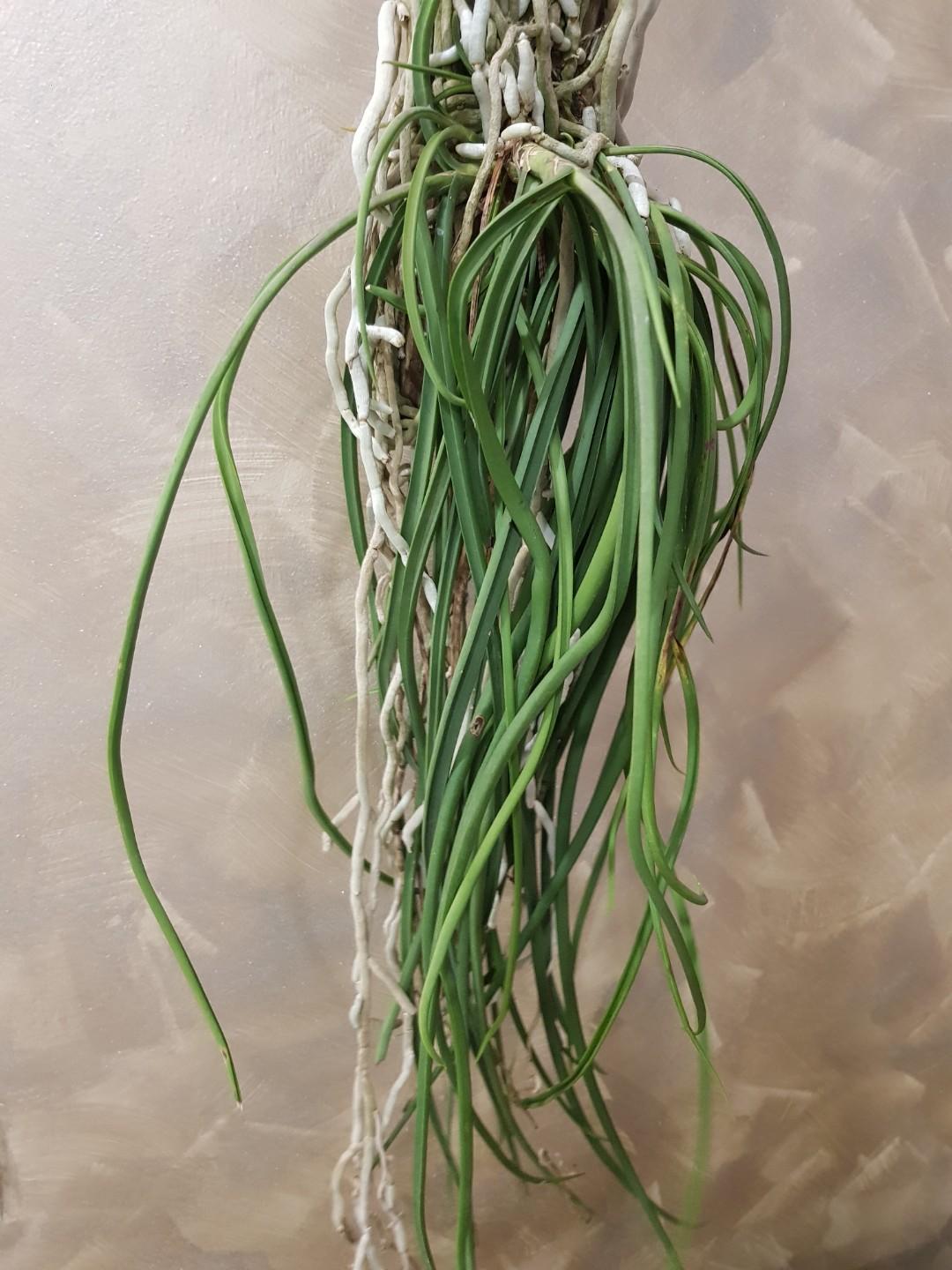 Seidenfadenia mitrata | pendulous healthy orchid, Furniture & Home ...