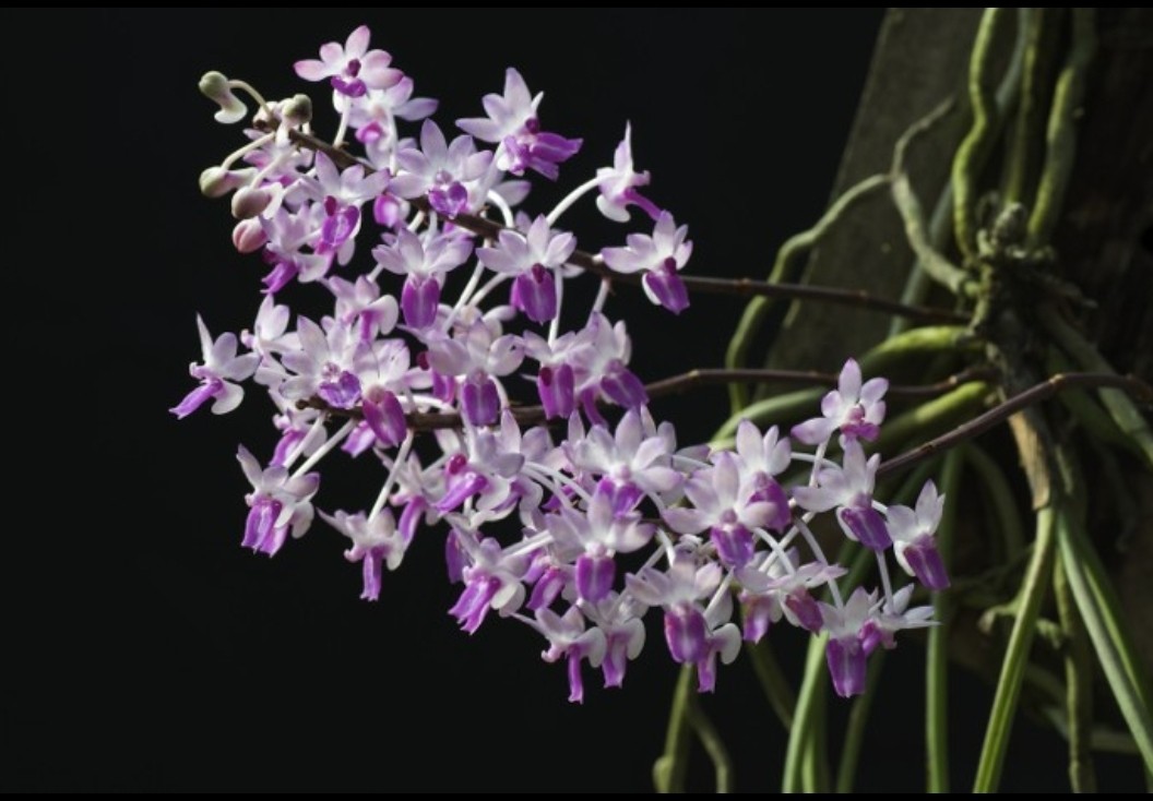 Seidenfadenia mitrata | pendulous healthy orchid, Furniture & Home ...
