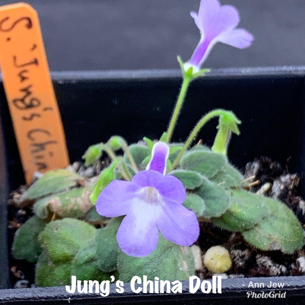 Micro Mini Sinningia Jung’s China Doll, Furniture & Home Living ...